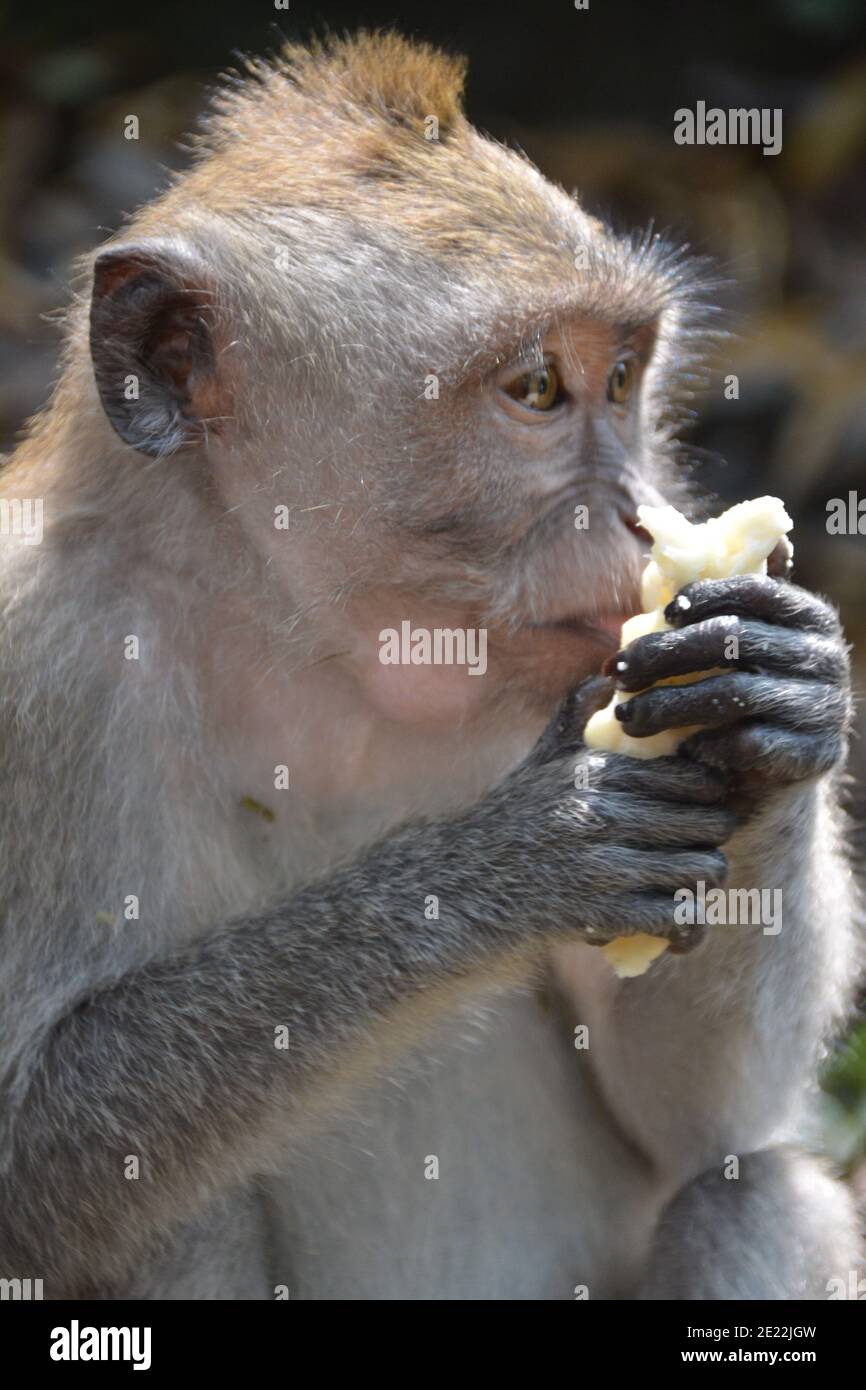 Ubud kids hi-res stock photography and images - Alamy