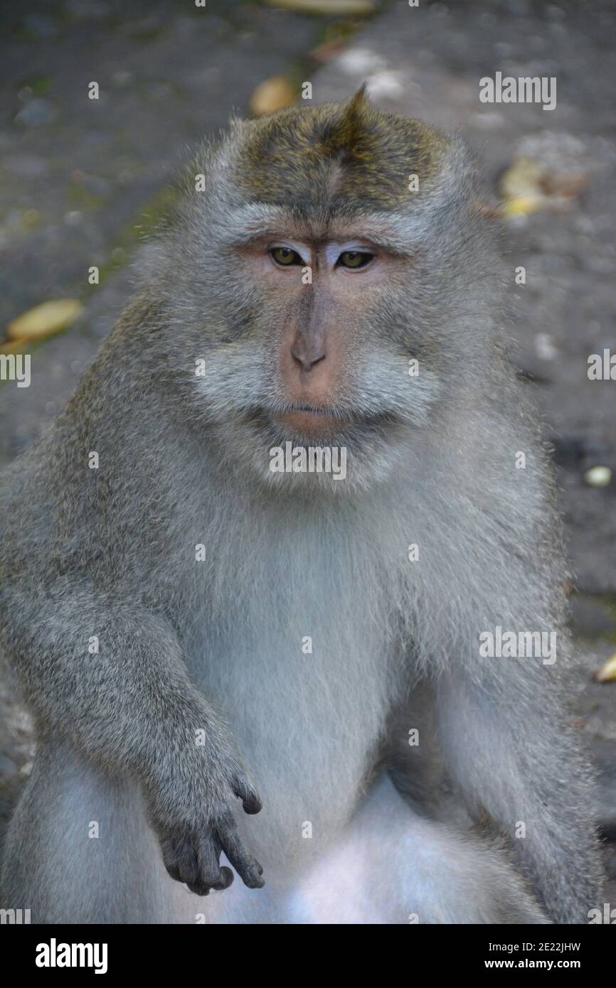 Long-tailed macaque monkeys roam free amongst the balinese Hindu ...