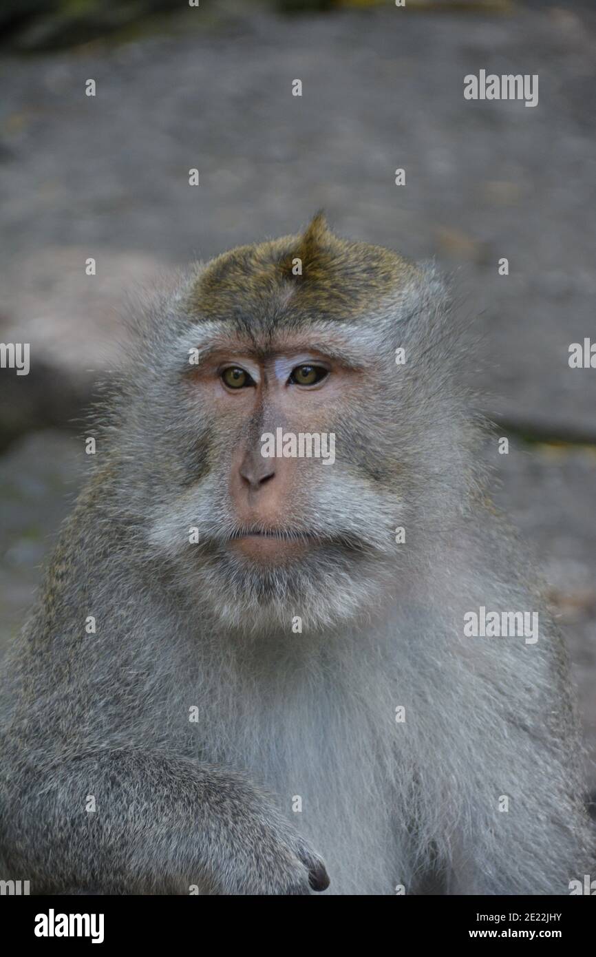 Long-tailed macaque monkeys roam free amongst the balinese Hindu ...