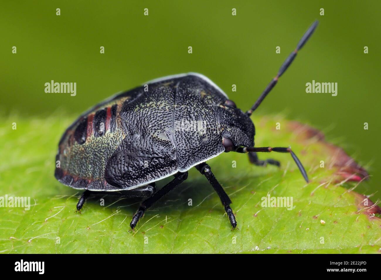 Gorse shieldbug nymph hi-res stock photography and images - Alamy