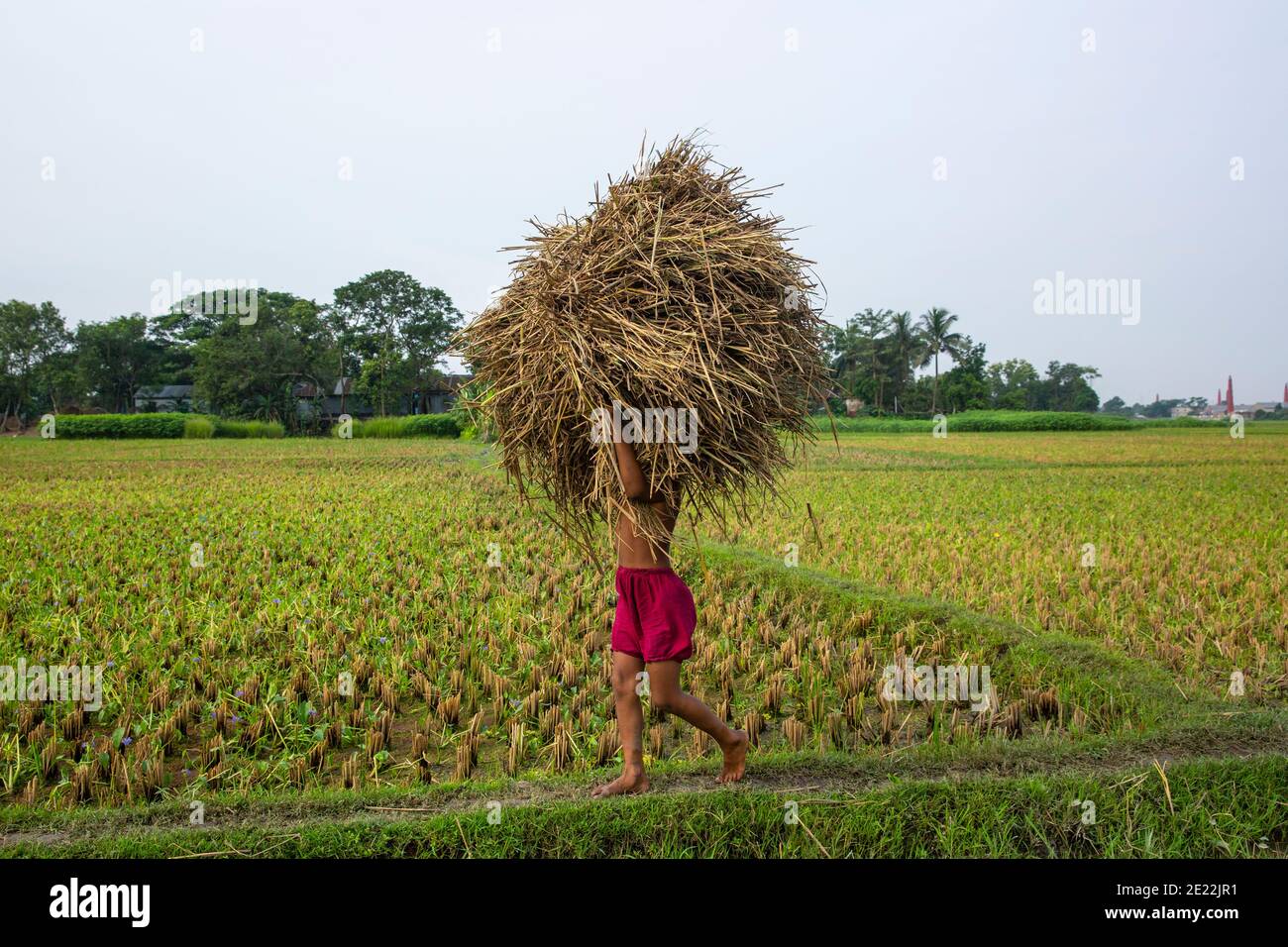 A child carrying psddy straw, Brahmanbria, Bangladesh Stock Photo - Alamy