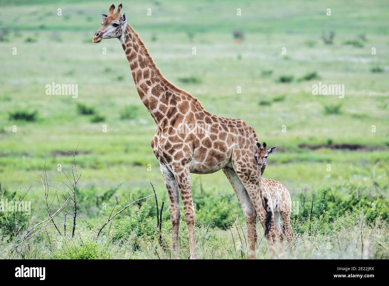 Cute giraffe walking in the wilderness Stock Photo - Alamy