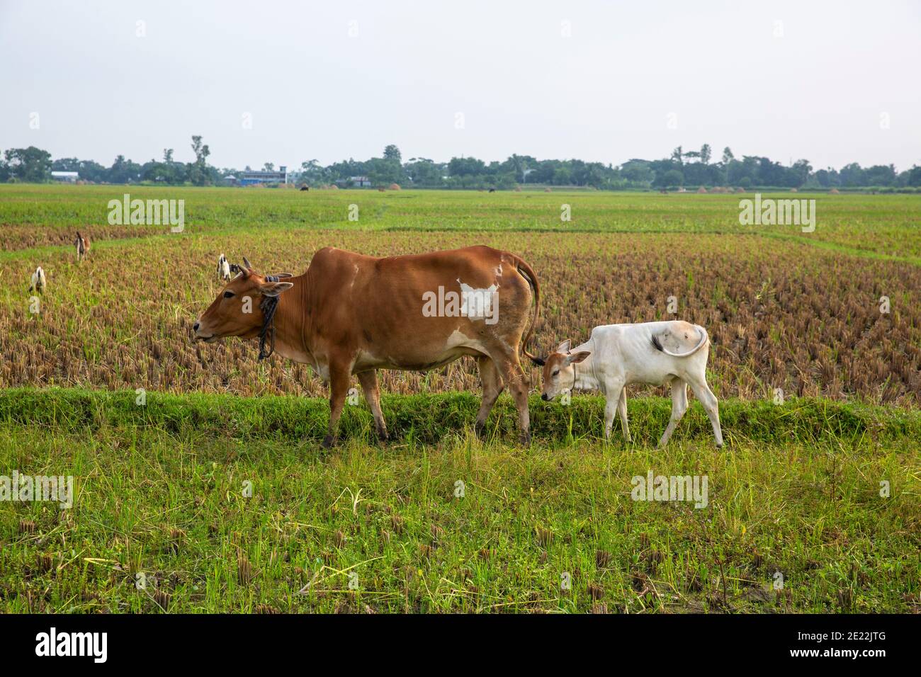 Mother cow and calf Stock Photo - Alamy