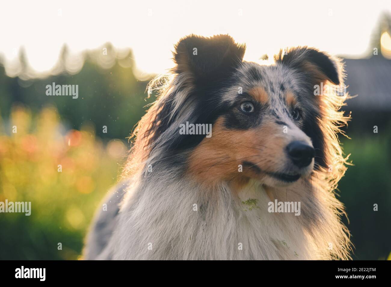 Sheep in perm hi-res stock photography and images - Alamy