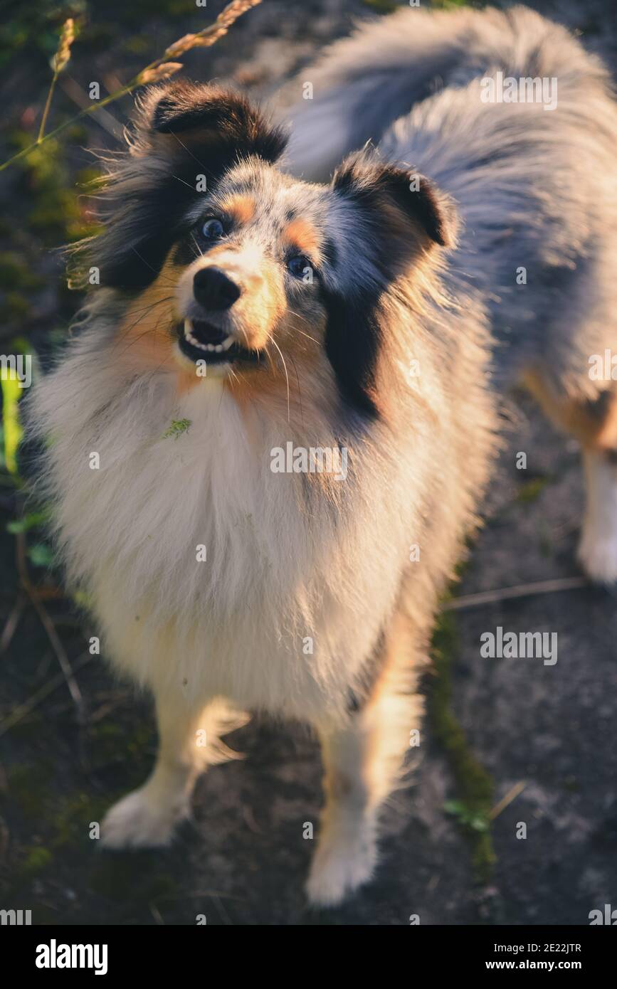 Sheep in perm hi-res stock photography and images - Alamy