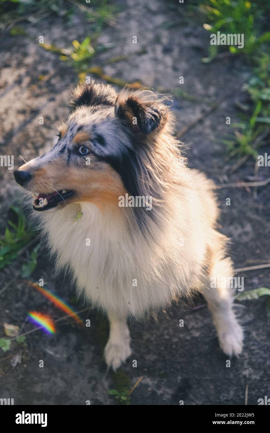Shetland sheep dog hi-res stock photography and images - Alamy