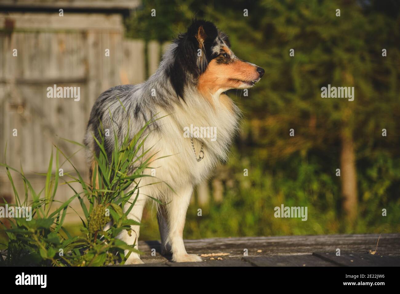 Shetland sheep dog in the country Stock Photo - Alamy