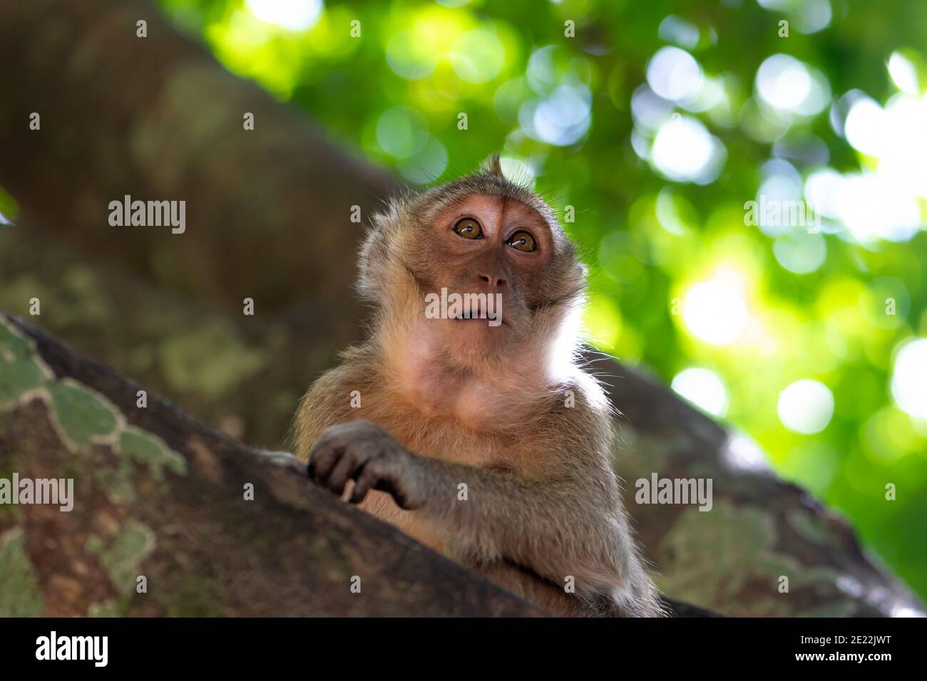 Portrait of sitting monkey on the tree in greenery background with ...