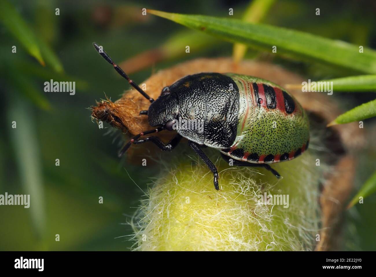 Gorse shieldbugs hi-res stock photography and images - Alamy