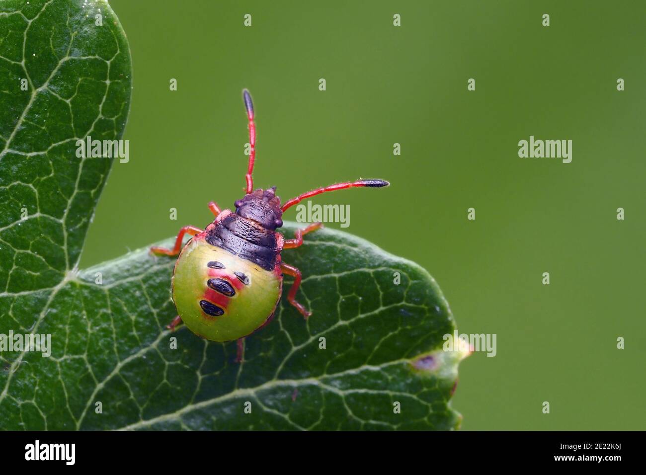 Hawthorn Shieldbug nymph (Acanthosoma haemorrhoidale) on edge of ...