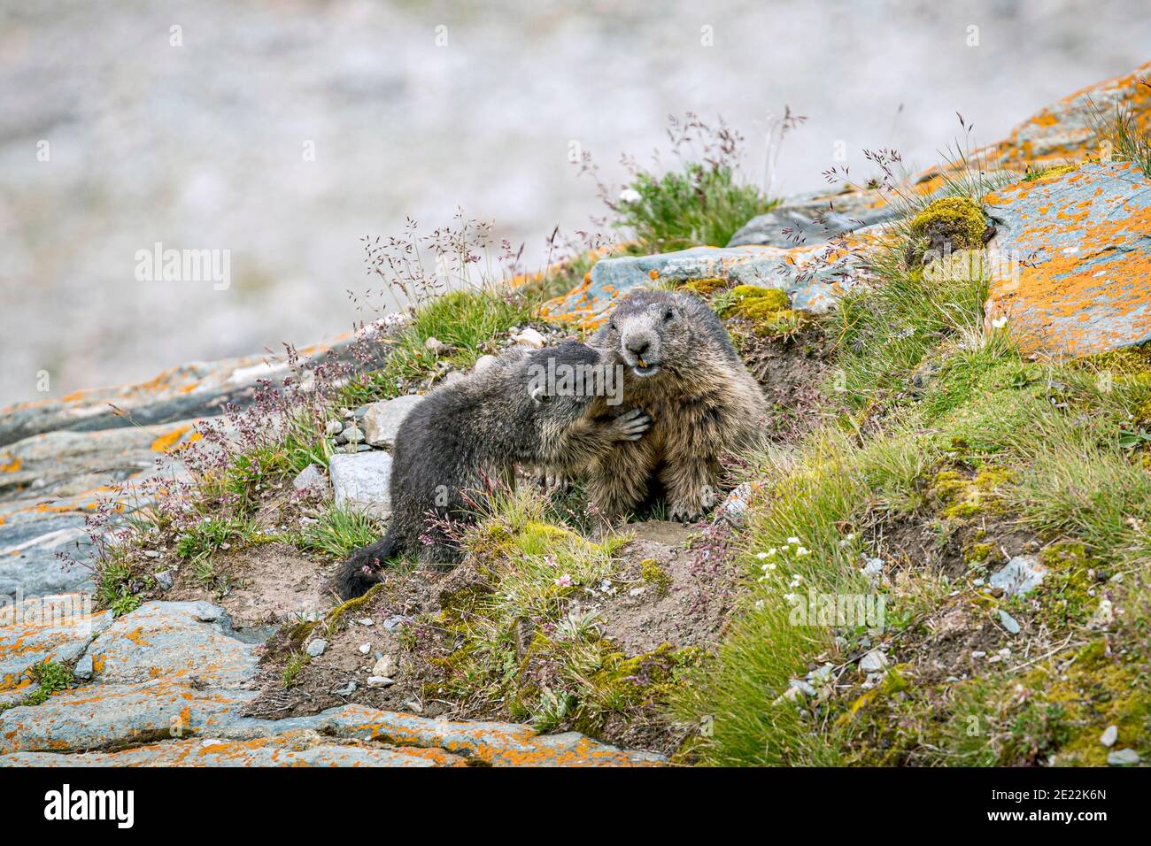 Alpine marmot (Marmota marmota) young greeting parent, Hohe Tauern National Park, Carinthia ...