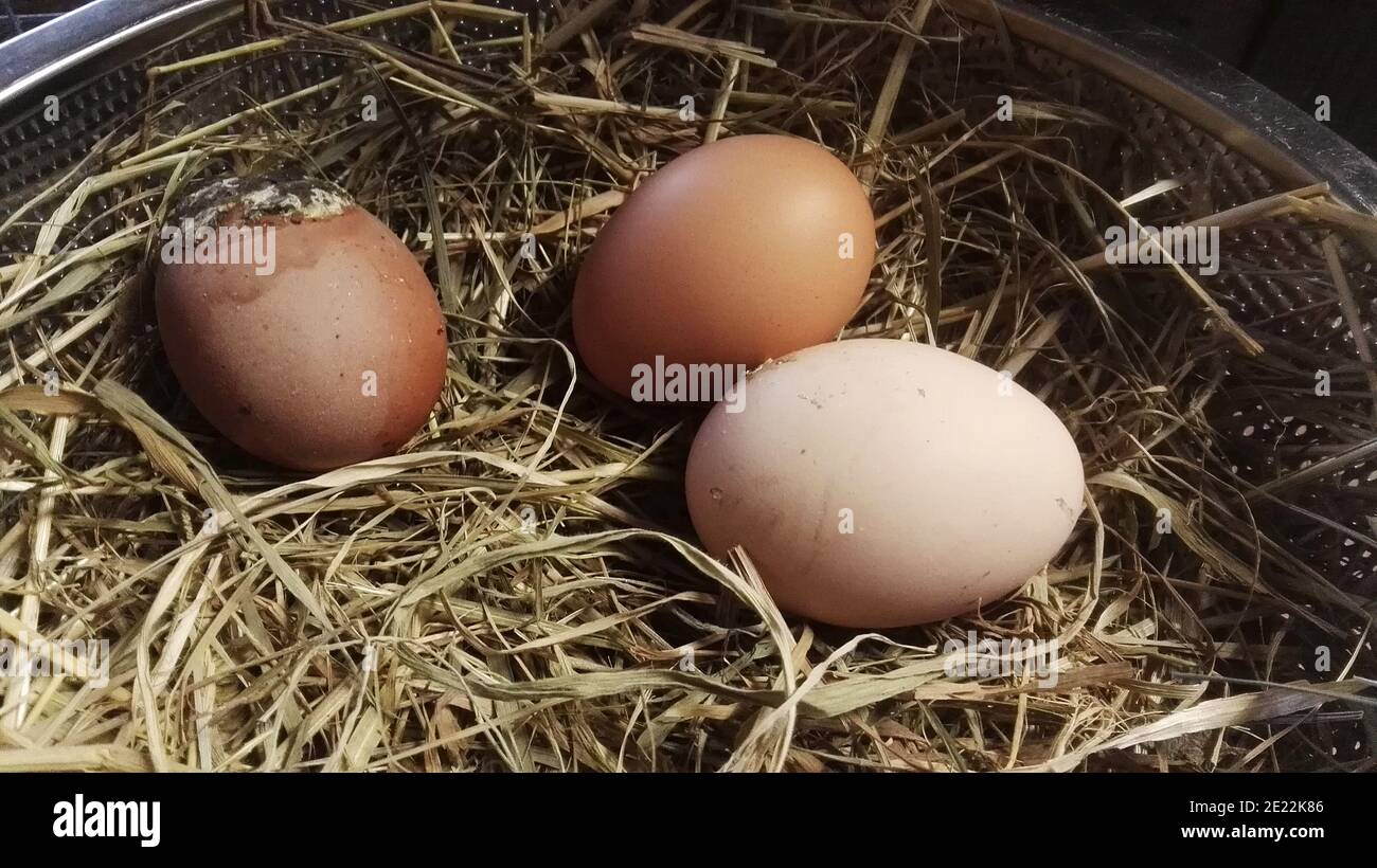 Chicken barn hi-res stock photography and images - Alamy