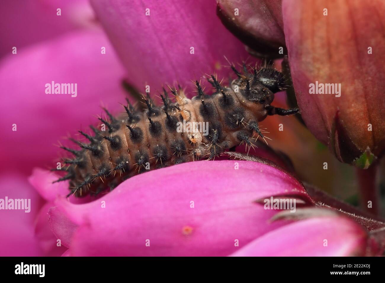 Heather Ladybird larva (Chilocorus bipustulatus) on heather plant ...