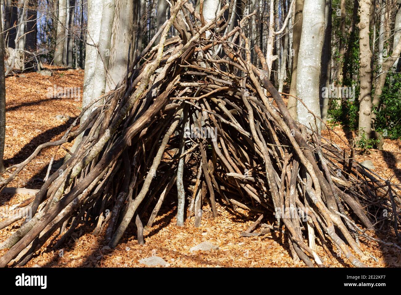 Cabin made of wood with sticks in the forest Stock Photo - Alamy