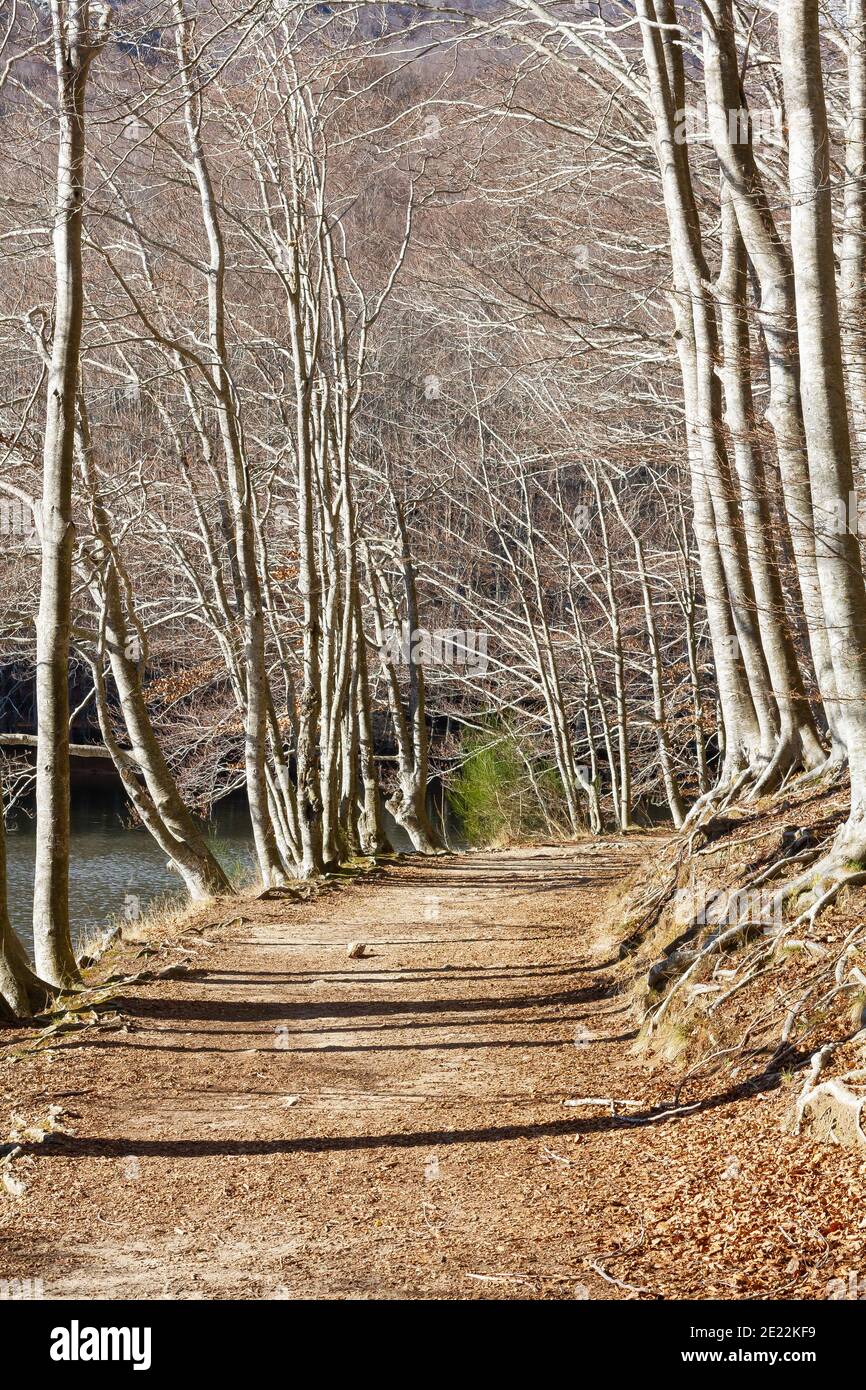 Path with litter with trees on the sides Stock Photo - Alamy