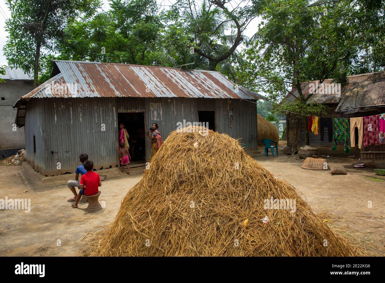 Bangladesh cows hi-res stock photography and images - Alamy