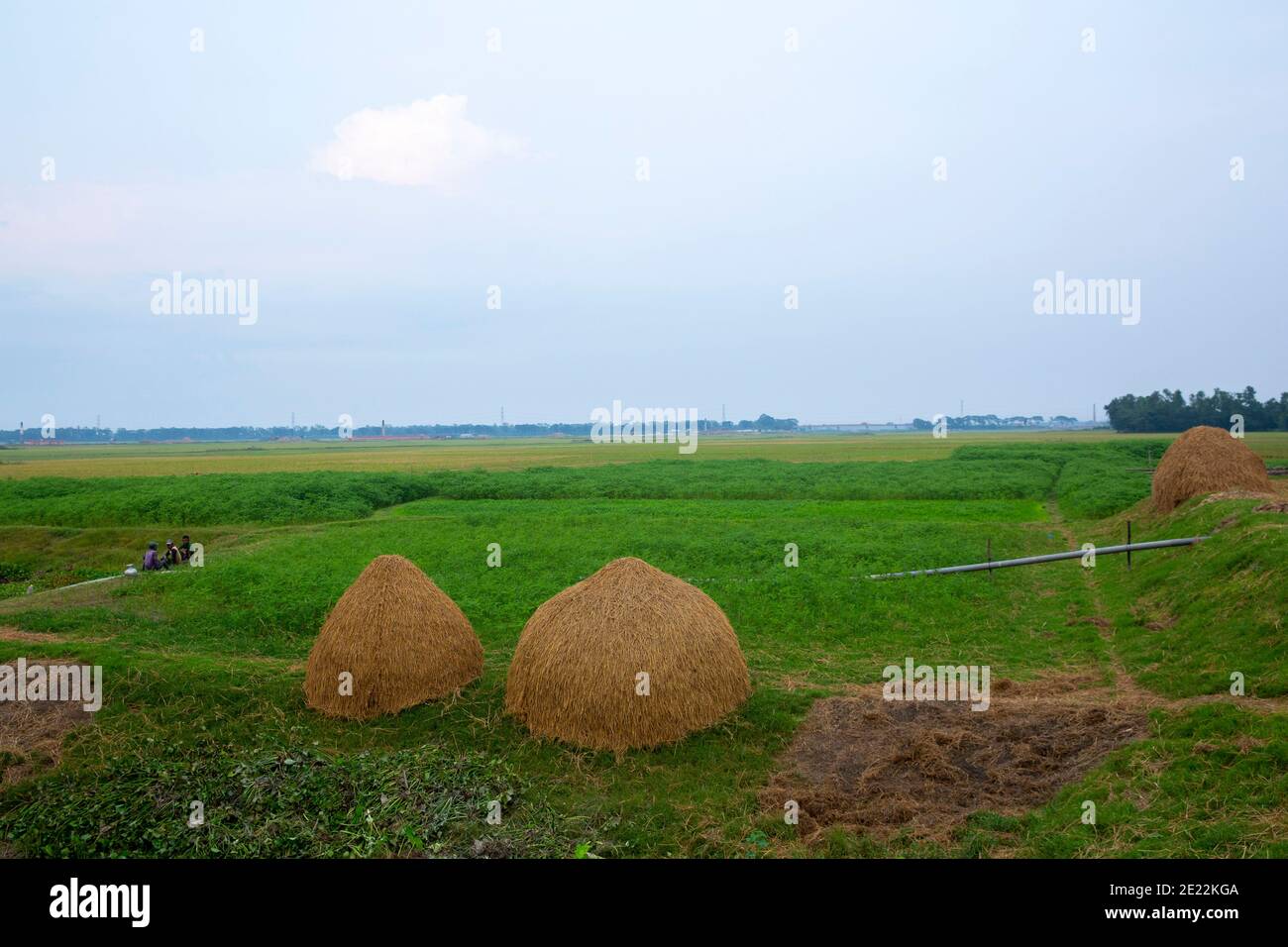 Hay Stacks in the field at Brahmanbaria, Bangladesh Stock Photo - Alamy