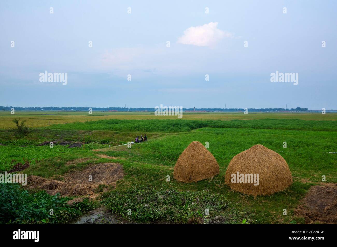 Hay Stacks in the field at Brahmanbaria, Bangladesh Stock Photo - Alamy