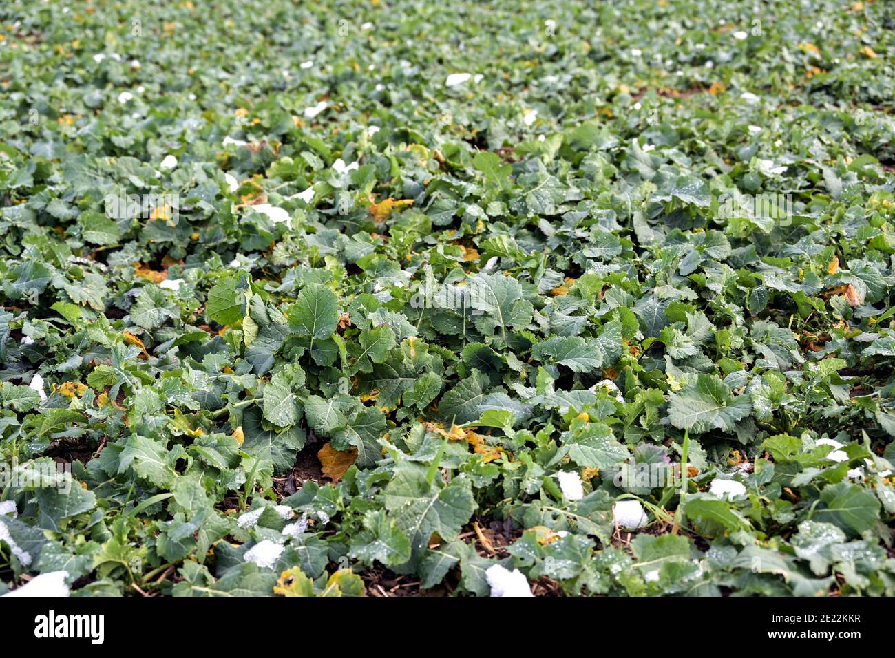 Agriculture field with rapeseed plants in early winter cultivation ...