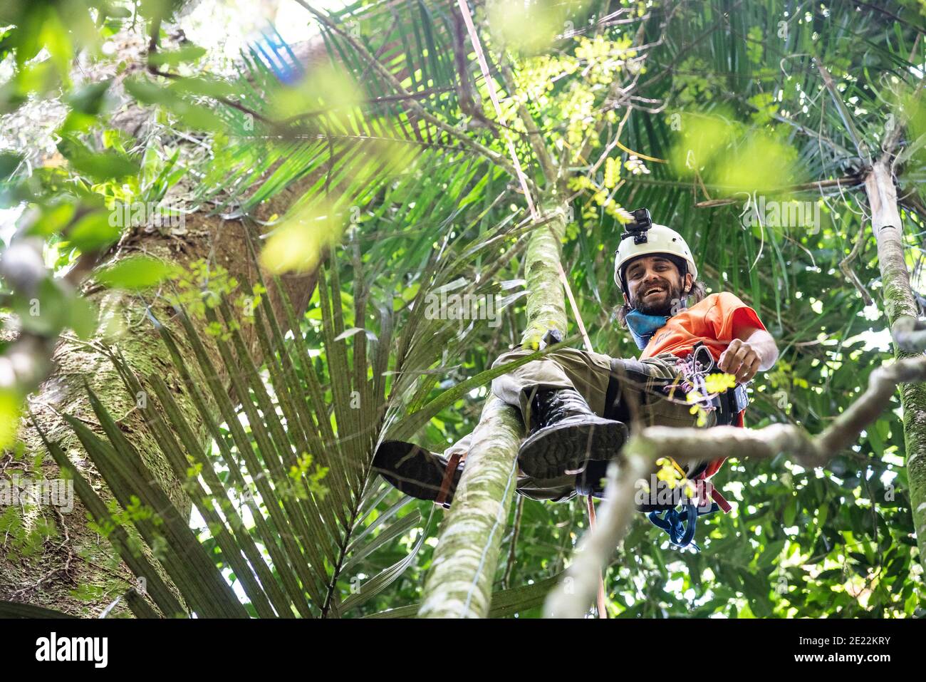 Man tree climbing on canopy top in green rainforest landscape, Tijuca ...