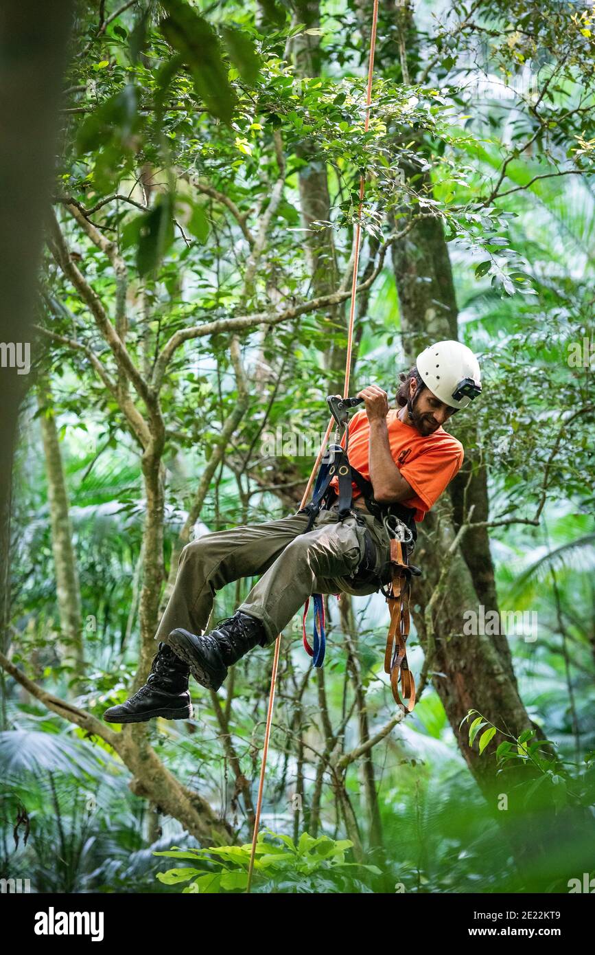Tree climbing man rappelling down in beautiful green rainforest ...