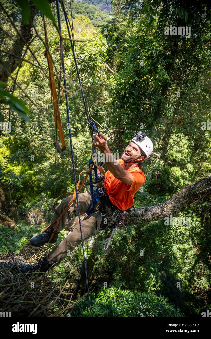 Man tree climbing on canopy top in green rainforest landscape, Tijuca ...
