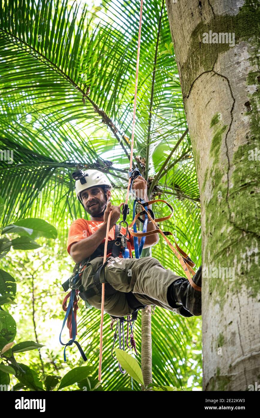 Man tree climbing on canopy top in green rainforest landscape, Tijuca ...