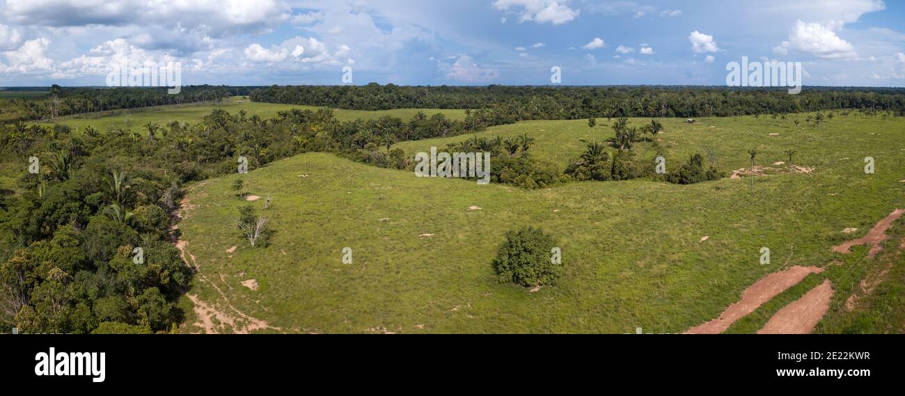 Aerial drone view of landscape forest and meadow in cattle pasture farm ...