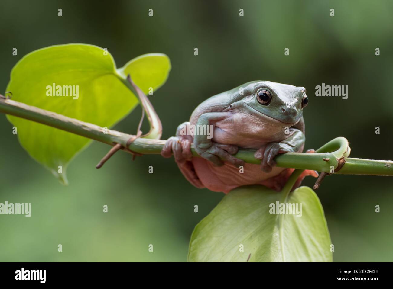 Funny australian photos hi-res stock photography and images - Alamy