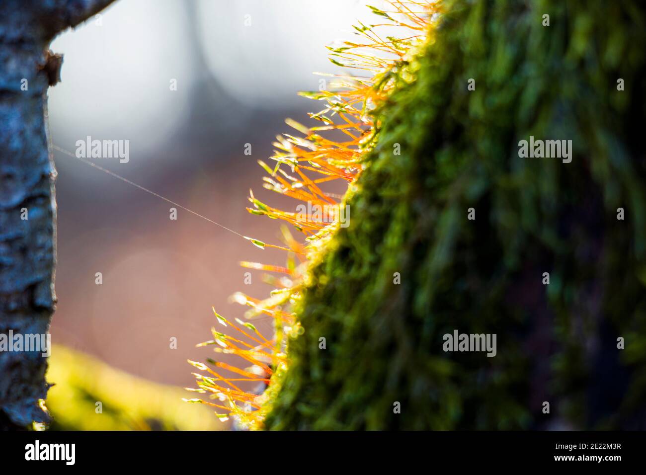 Macro and close-up of moss on the land, nature background Stock Photo ...