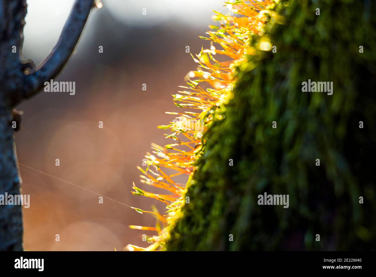 Macro and close-up of moss on the land, nature background Stock Photo ...