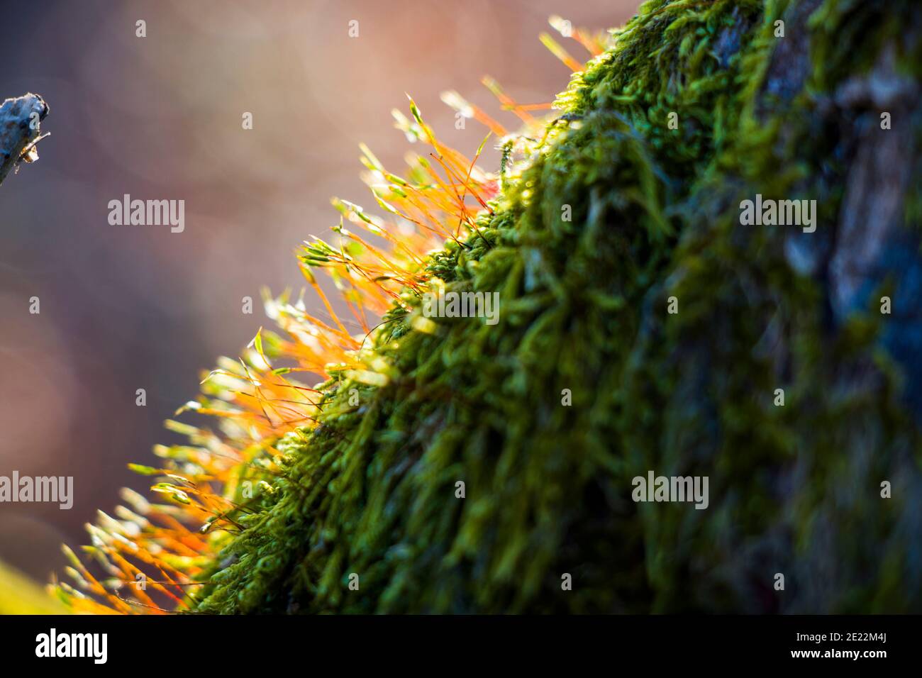 Macro and close-up of moss on the land, nature background Stock Photo ...