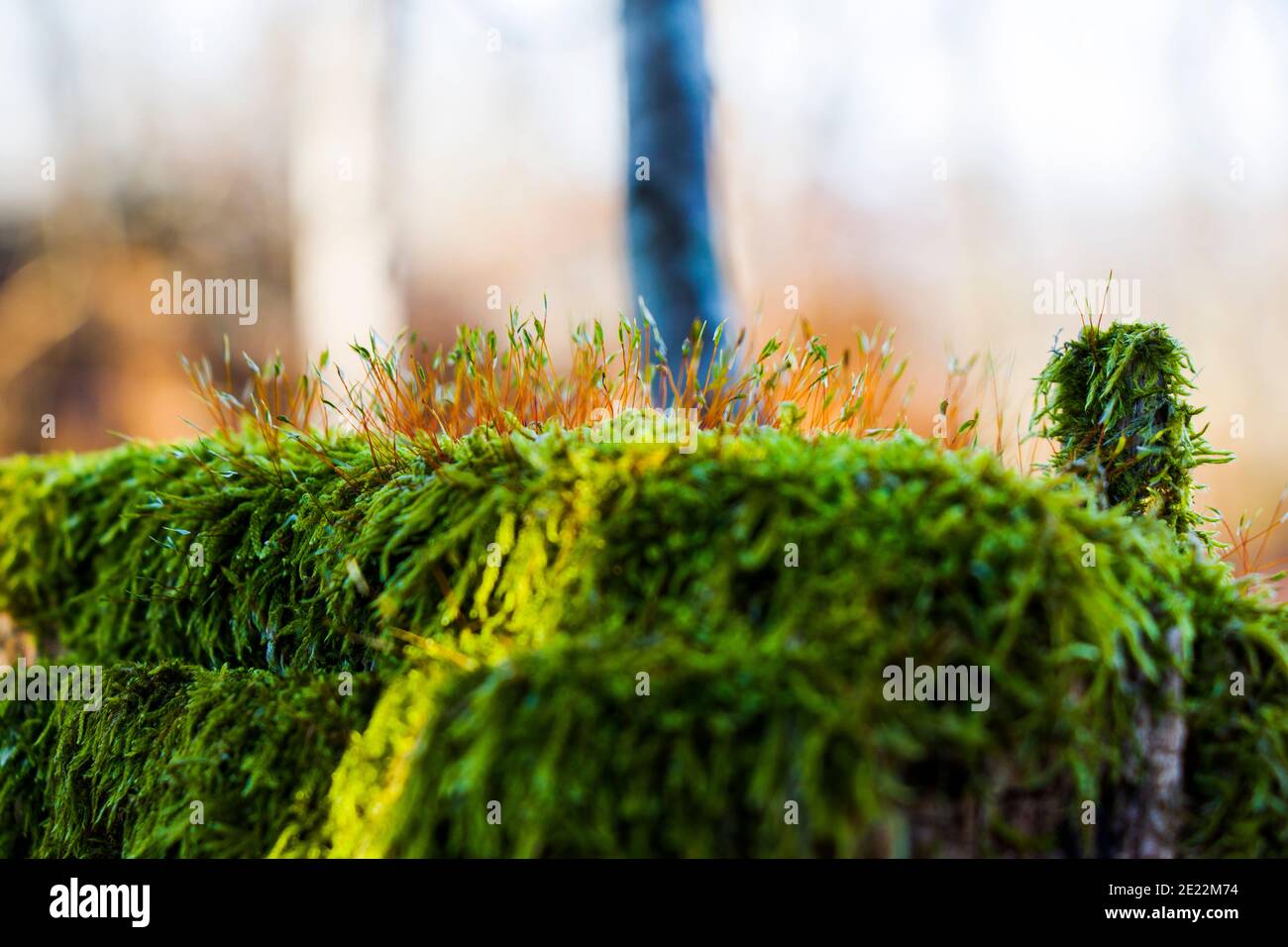 Macro and close-up of moss on the land, nature background Stock Photo ...