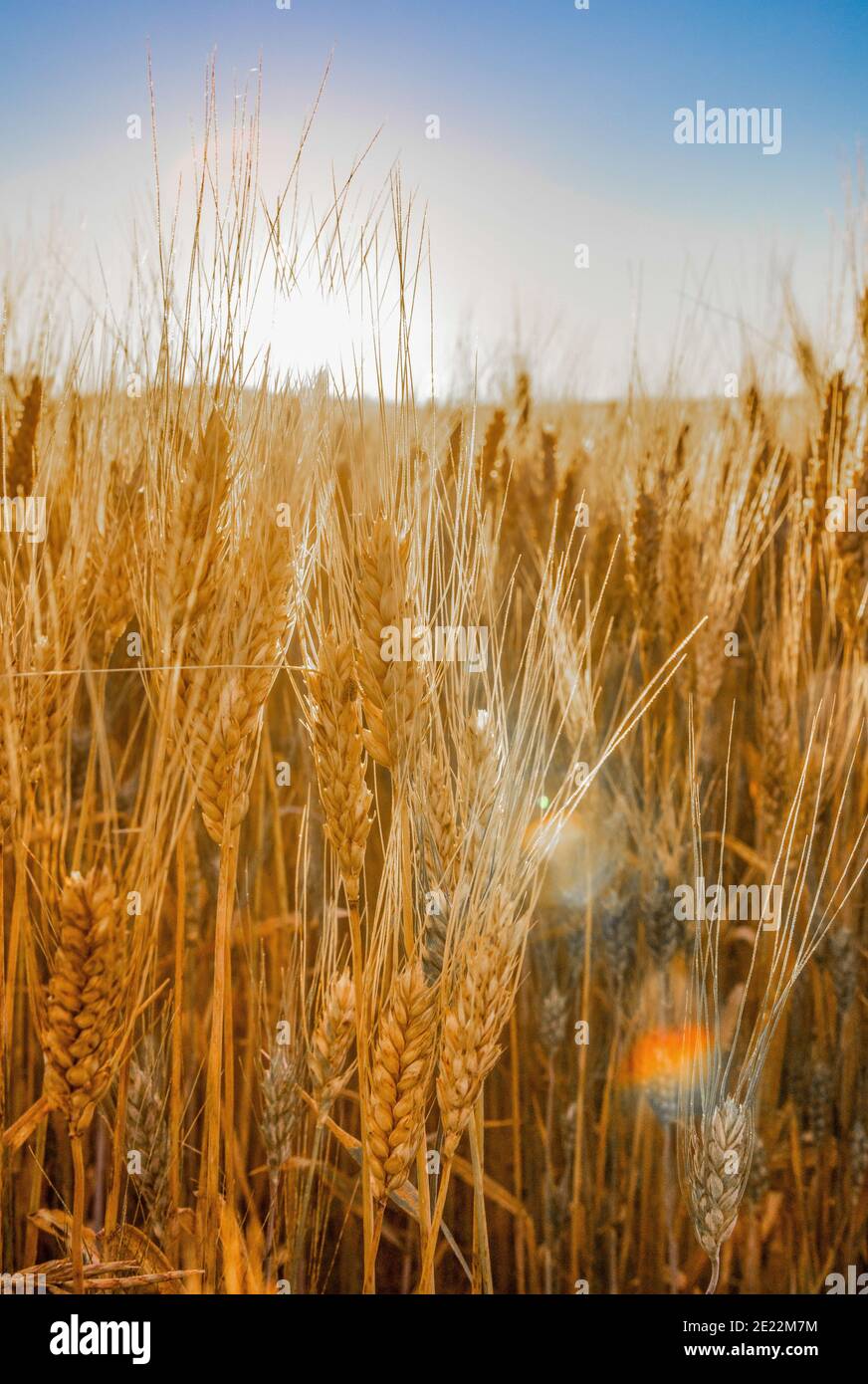 North Dakota Agriculture Stock Photo - Alamy