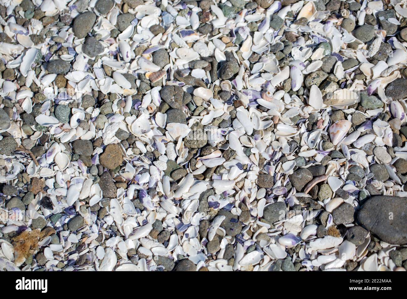 Top view of snail shells on the beach with small stones Stock Photo - Alamy