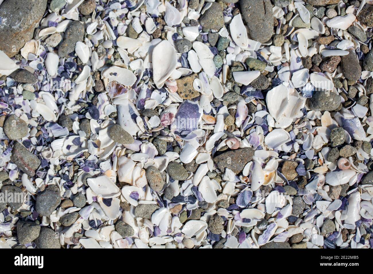 Top view of snail shells on the beach with small stone Stock Photo - Alamy