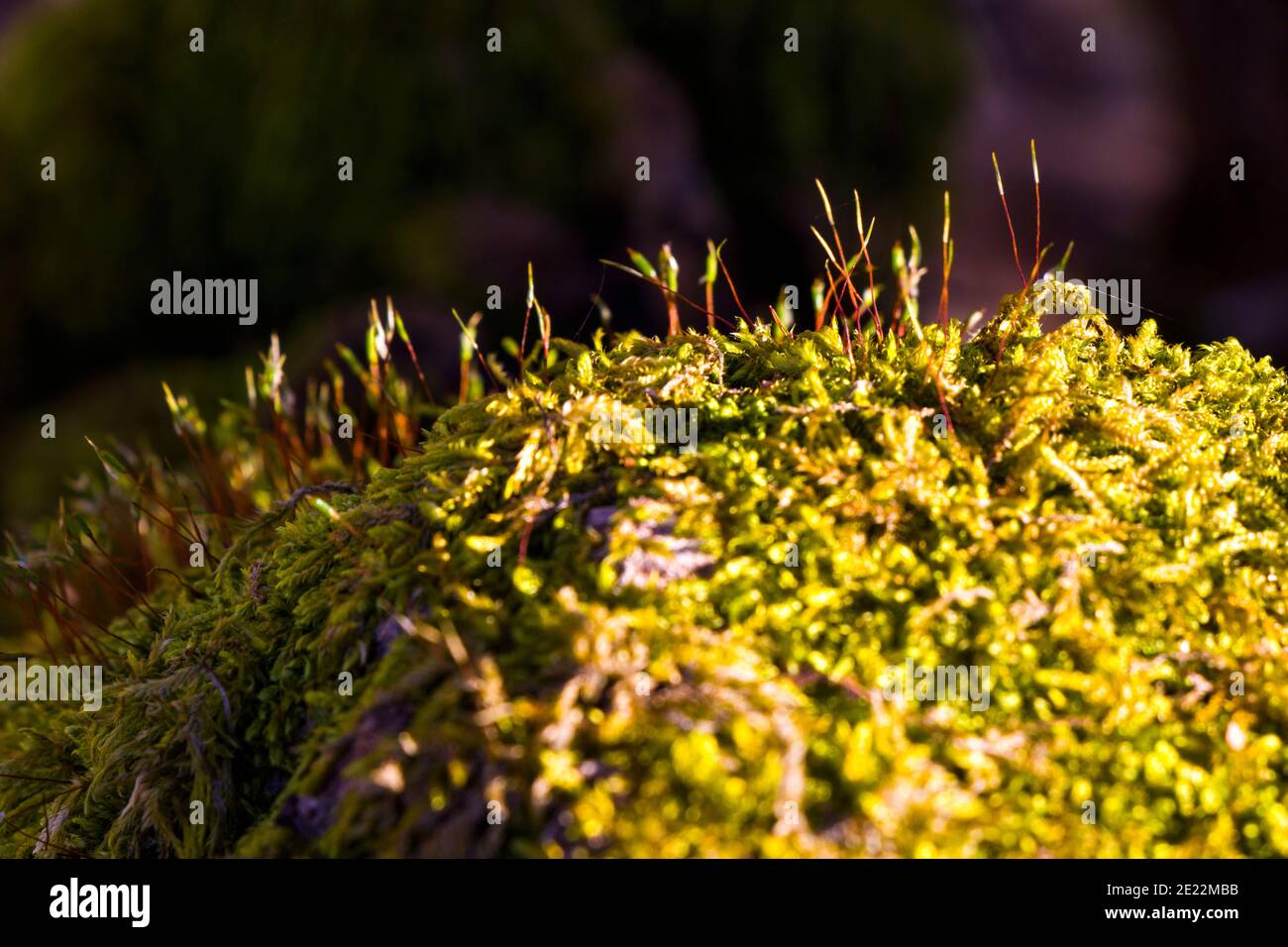 Macro and close-up of moss on the land, nature background Stock Photo ...