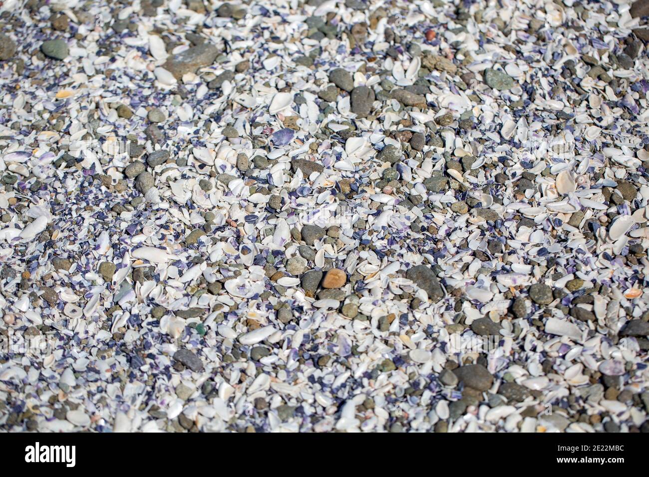 Top view of snail shells on the beach with small stones Stock Photo - Alamy