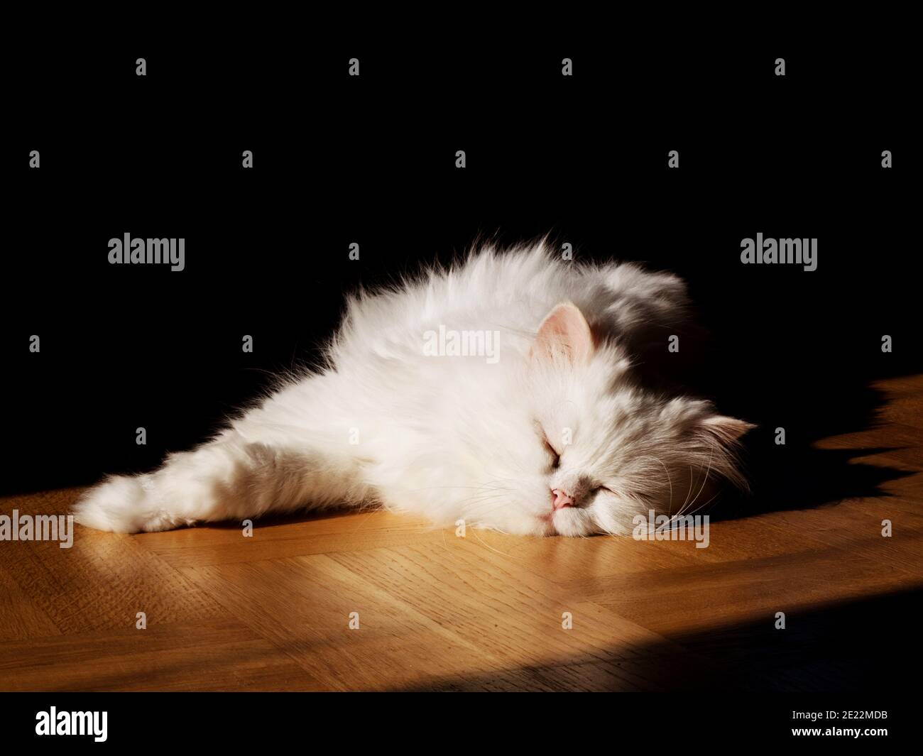 Beautiful fluffy white cat enjoying the sun spot Stock Photo - Alamy