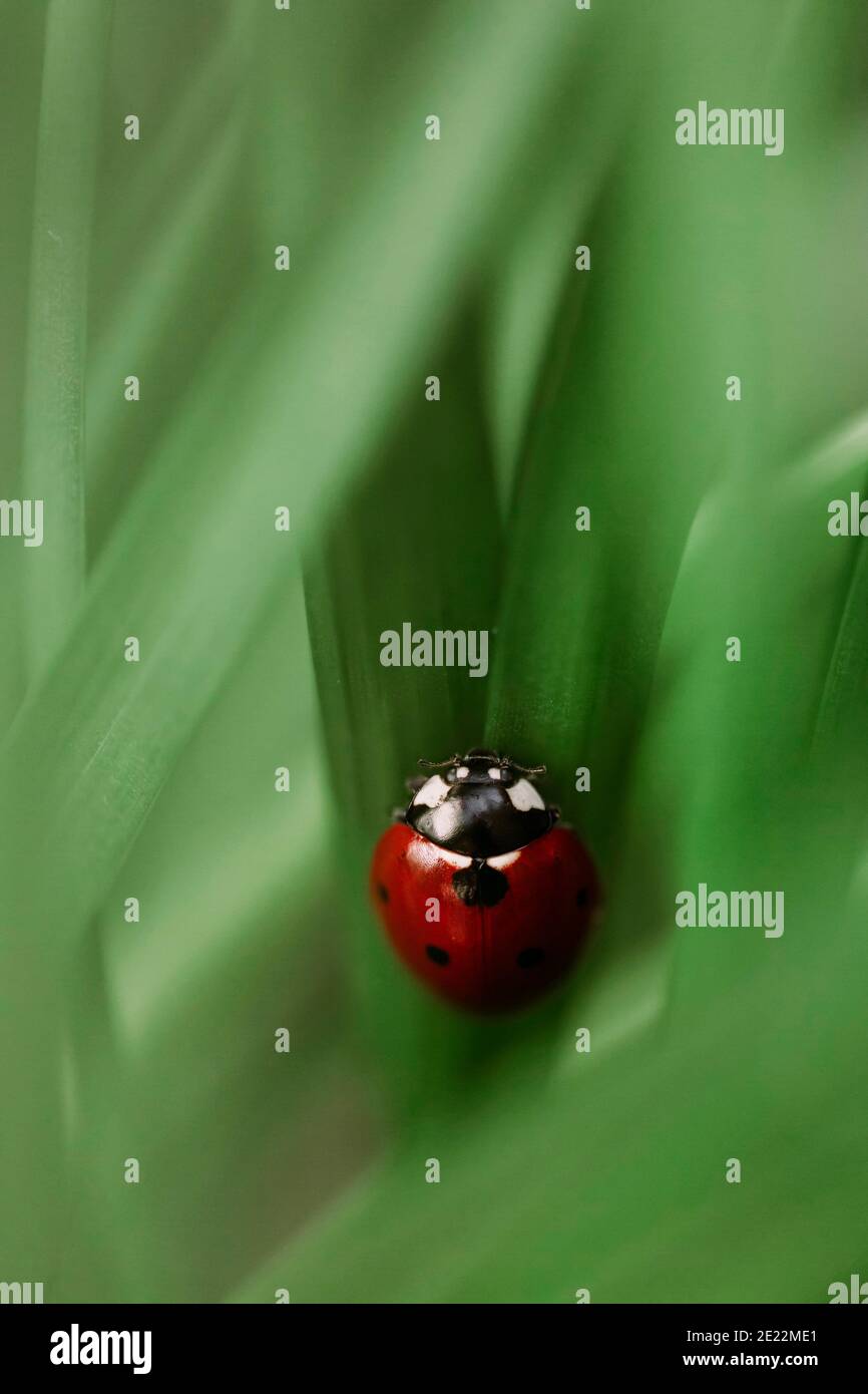 Ladybug antenna hi-res stock photography and images - Alamy
