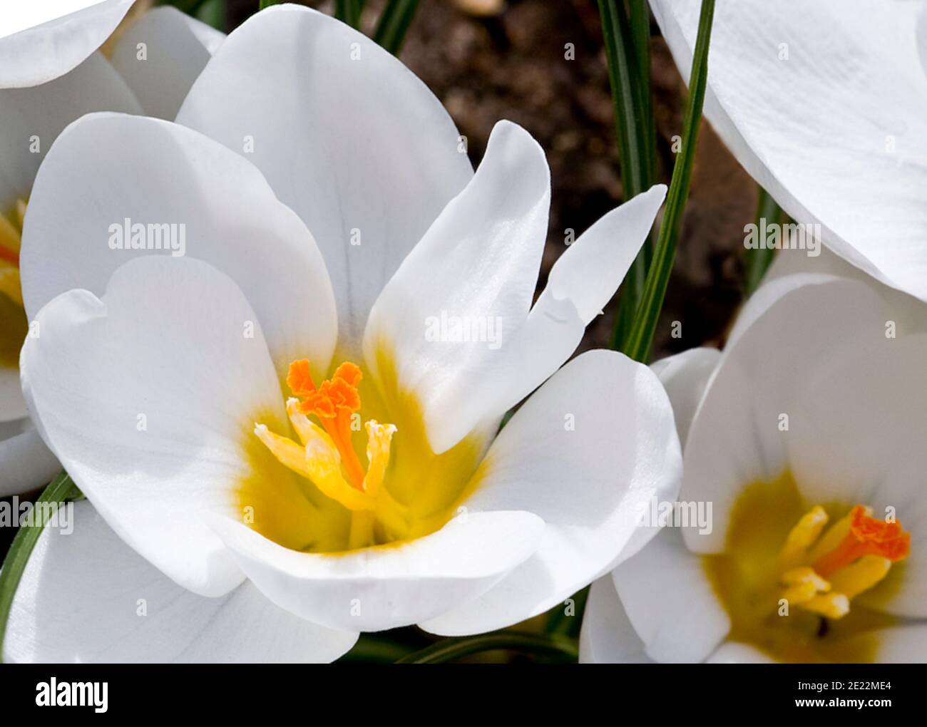 A close up white crocus flowers in a garden in late winter Stock Photo ...