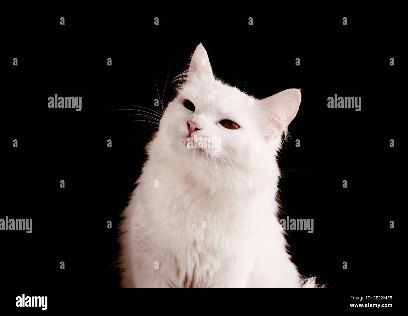 Judgemental cat hi-res stock photography and images - Alamy