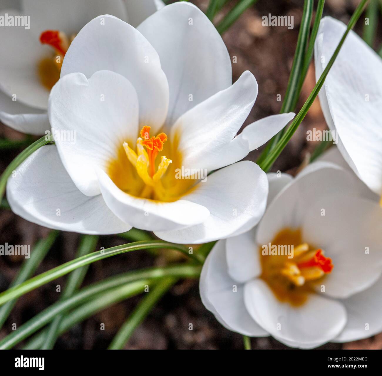 A close up white crocus flowers in a garden in late winter Stock Photo ...