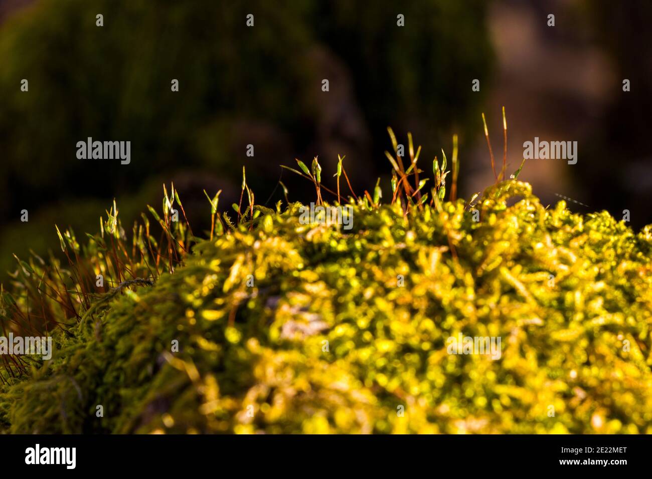 Macro and close-up of moss on the land, nature background Stock Photo ...