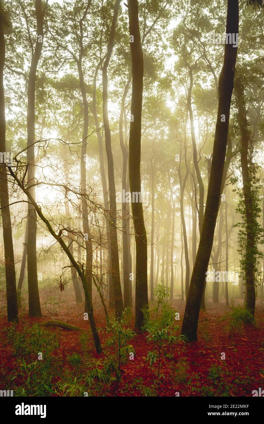 Of the ga national forest park hi-res stock photography and images - Alamy