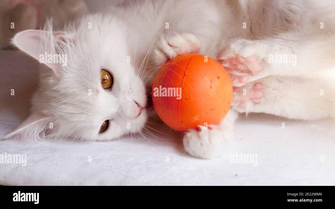 White cat playing with a ball Stock Photo - Alamy