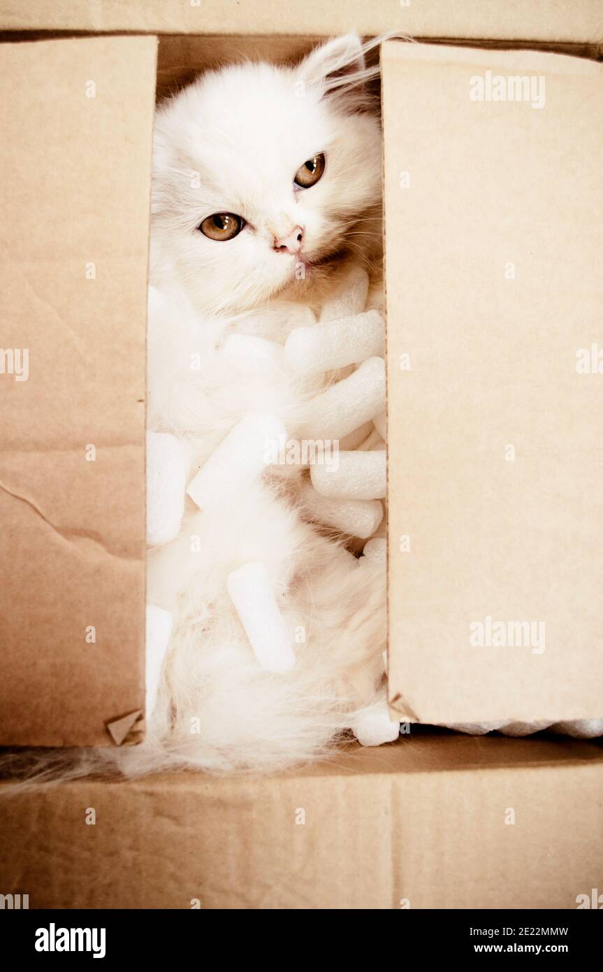 Adorable kitten inside a cardboard box full of packing peanuts Stock ...