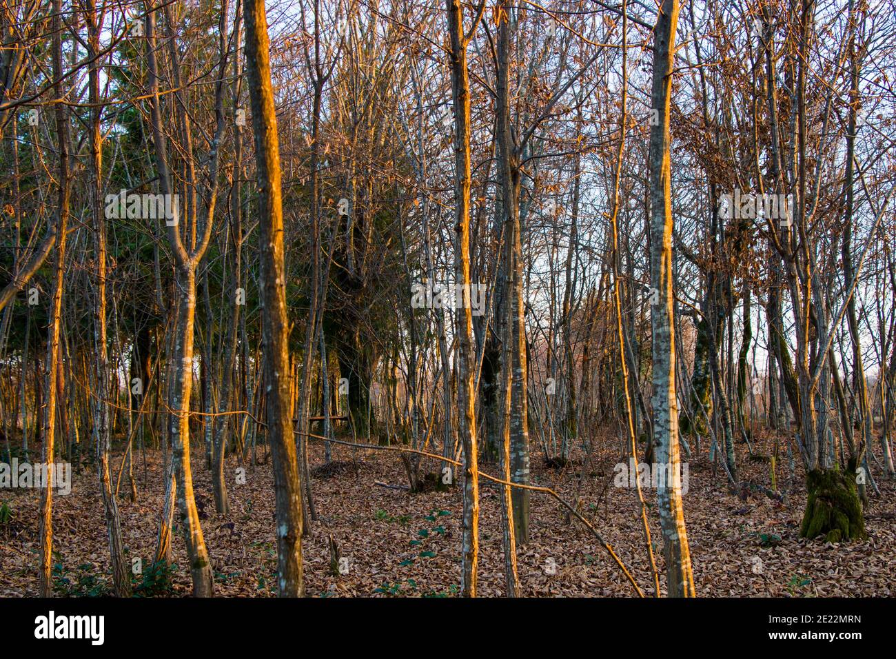 Forest view and landscape Georgia. Winter nature background. Tree body ...