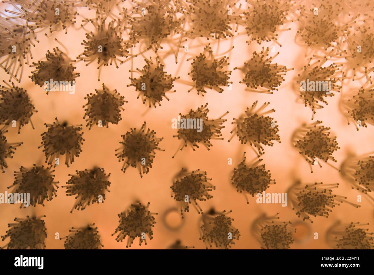 Bundles of bristles hi-res stock photography and images - Alamy