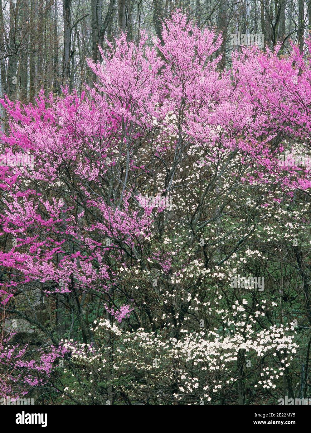 Early spring blooms of redbuds (Cercis canadensis) and dogwood (Cornus ...